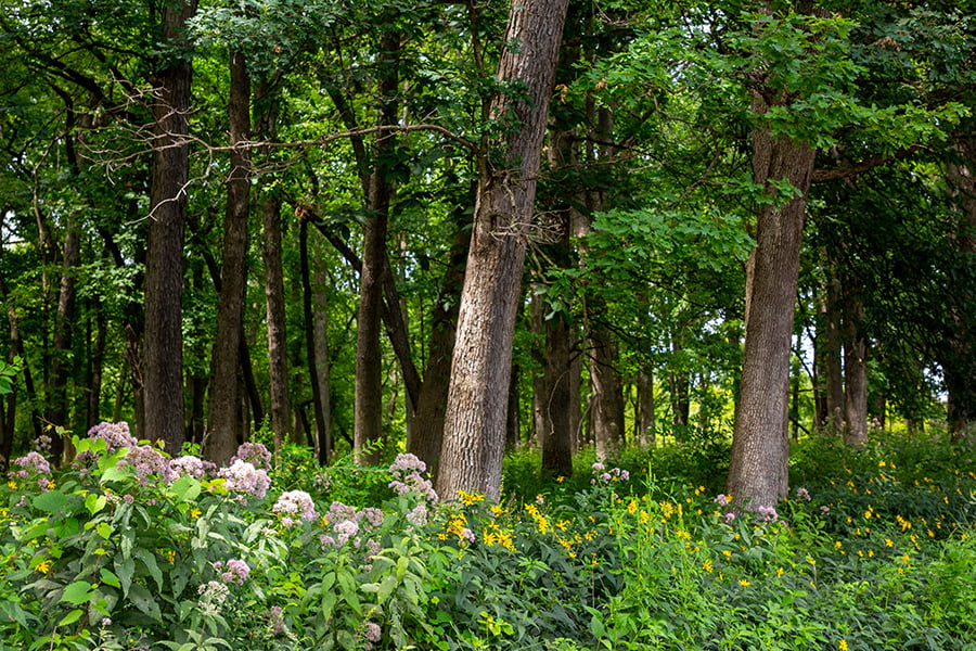 Homepage | Forest Preserve District of DuPage County