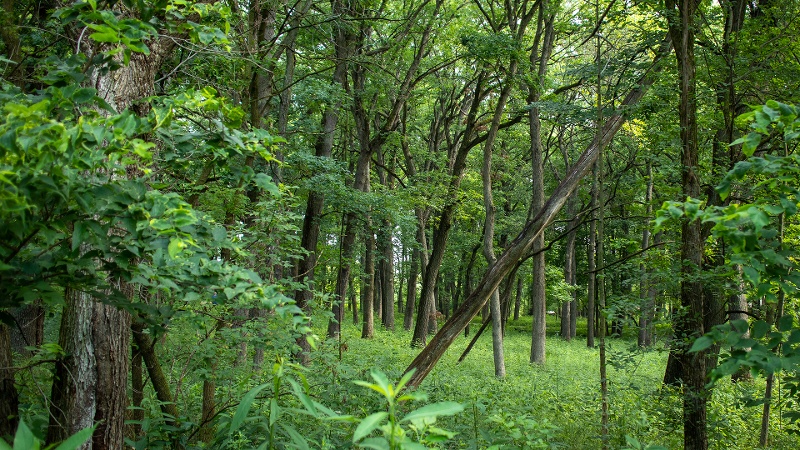 Forest Preserves