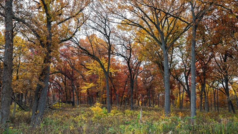 Forest Preserves