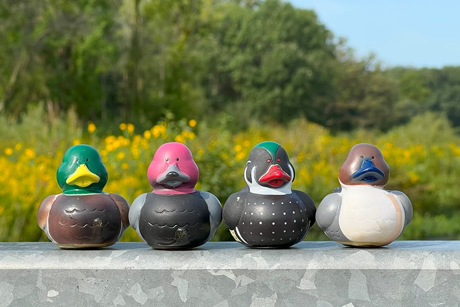 Homepage [www.dupageforest.org]