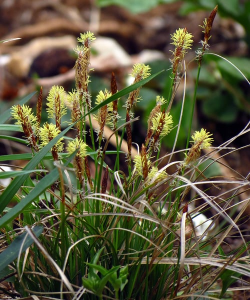 Perk Up Your Parkway with Native Plants