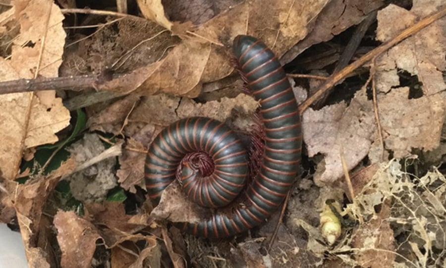 millipede naturespot