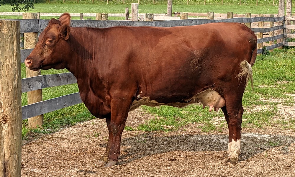 Carrying on the Legacy of the Heritage Shorthorn