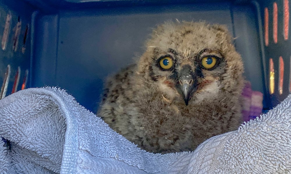 Great Horned Owlet Reunited with Family