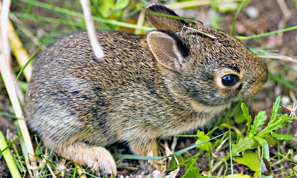 Willowbrook Baby Season: Eastern Cottontails