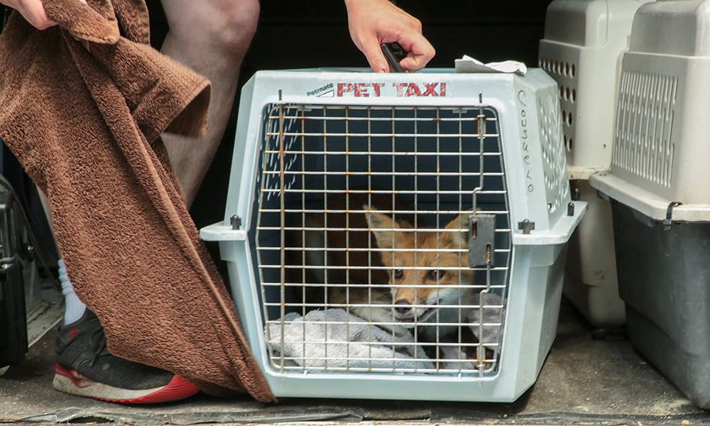 Red Fox Finds Freedom After Treatment at Willowbrook