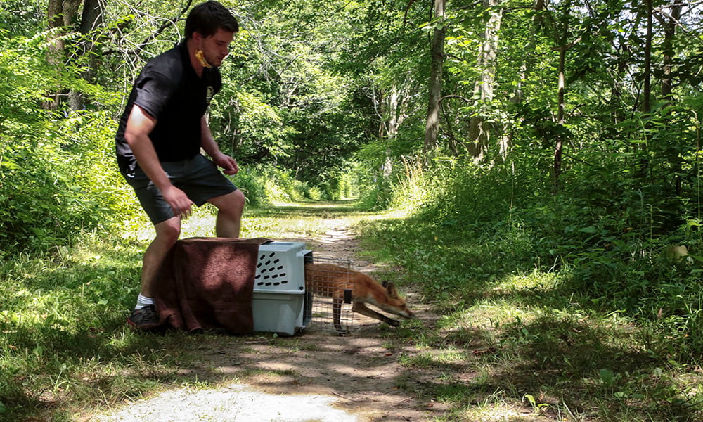 Red Fox Finds Freedom After Treatment at Willowbrook