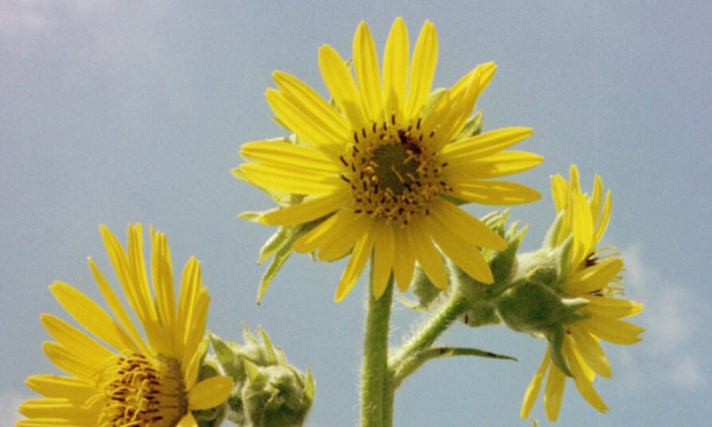 Where the Native Plants Grow