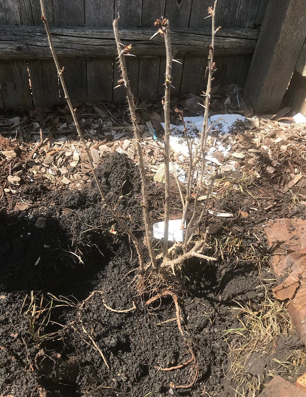 Best Native Shrubs for Your Yard