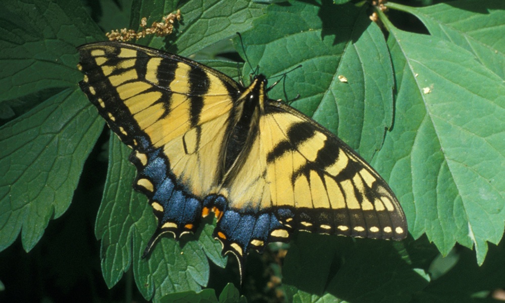 Attracting Swallowtails to Your Garden