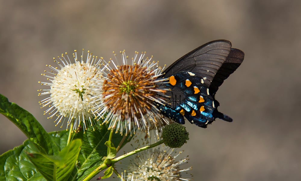 Attracting Swallowtails to Your Garden