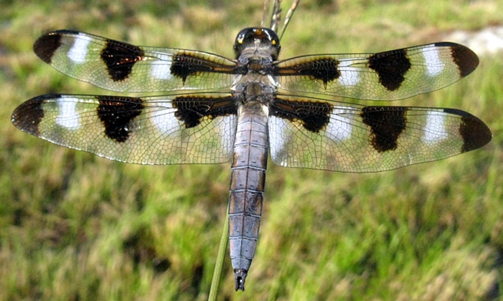 Feeding Habits of Daring Dragonflies