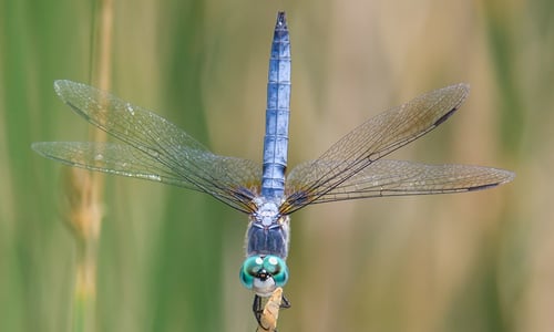 Feeding Habits of Daring Dragonflies