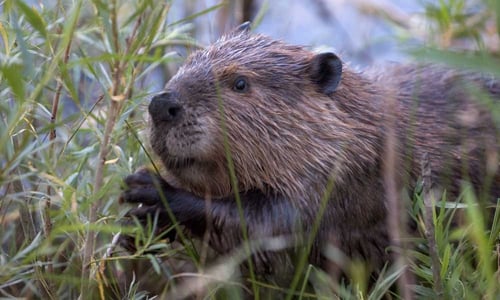 Busy Beavers Prepare for Winter