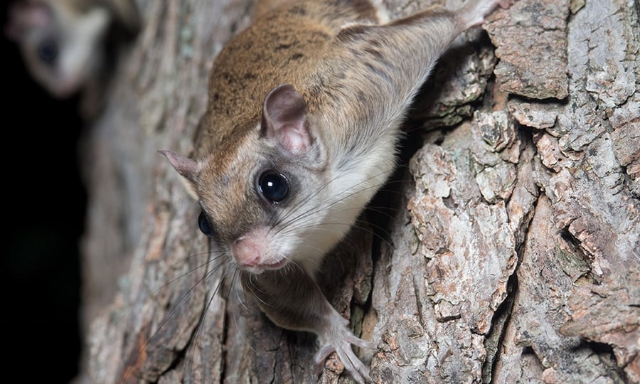 squirrel teeth facts