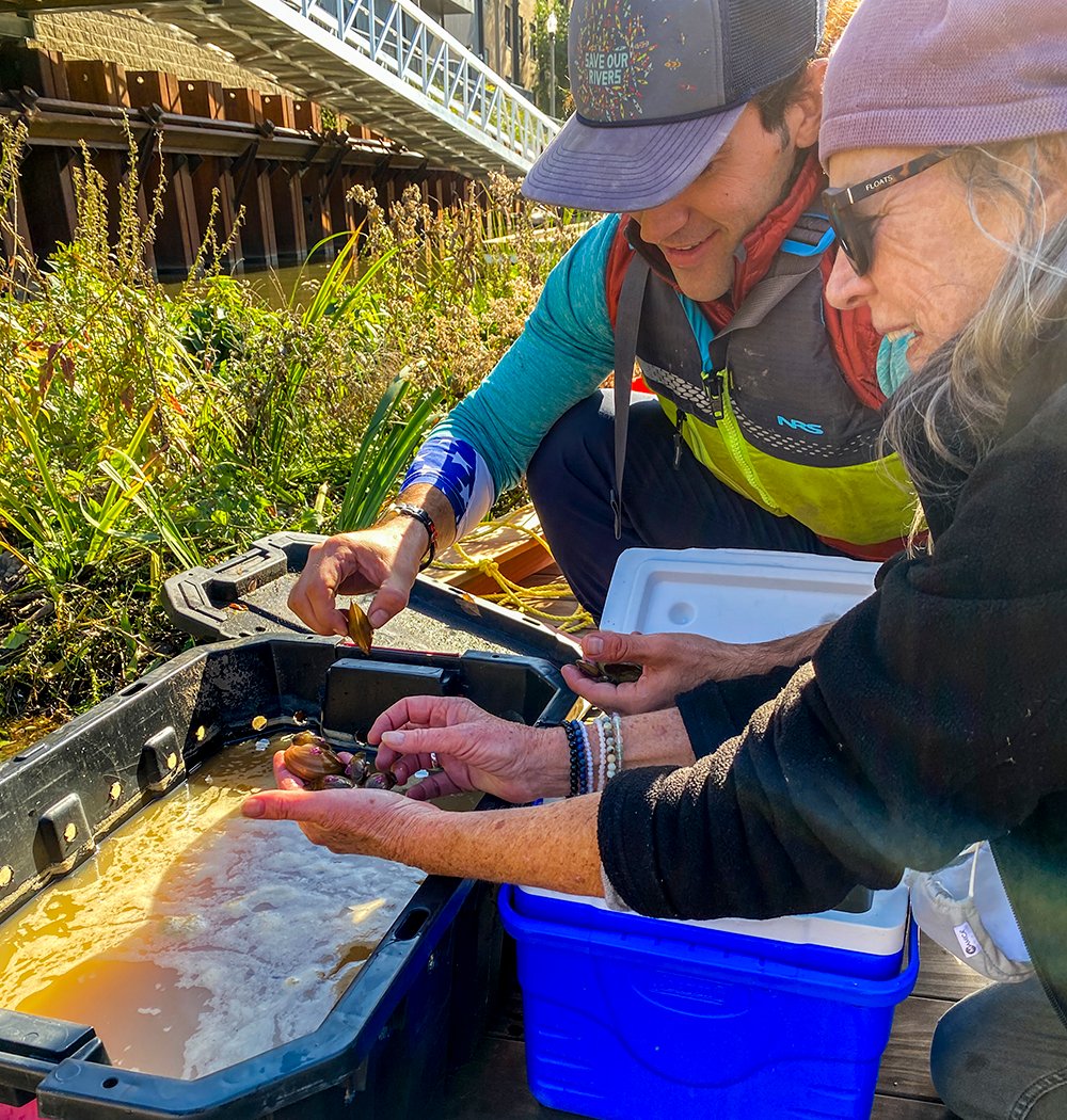 District's Freshwater Mussels Help 3 Waterways