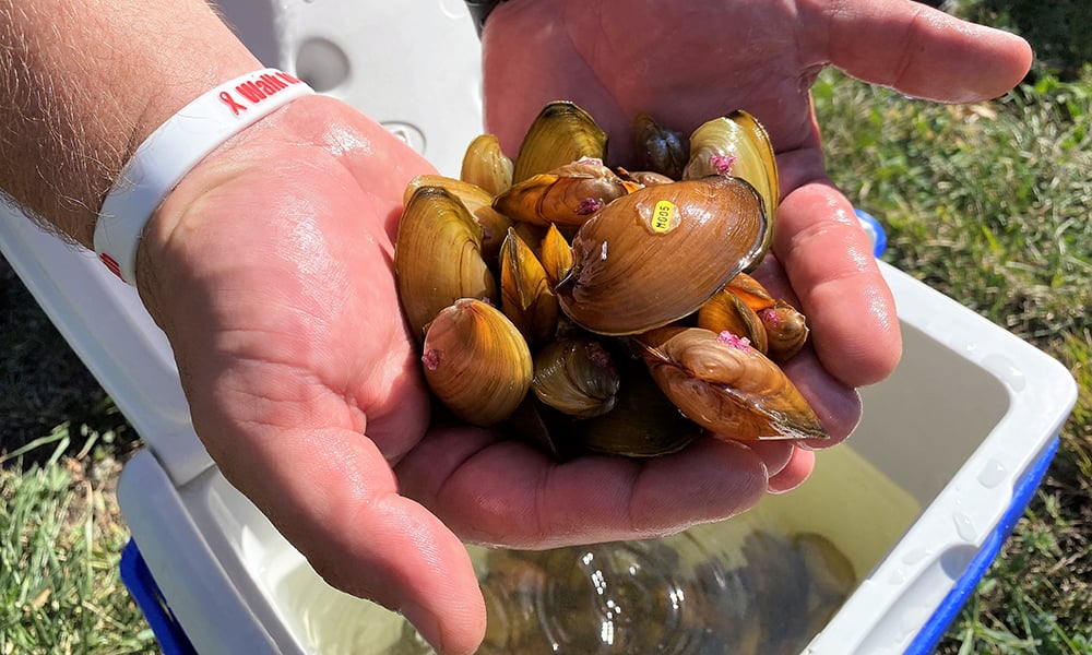District's Freshwater Mussels Help 3 Waterways