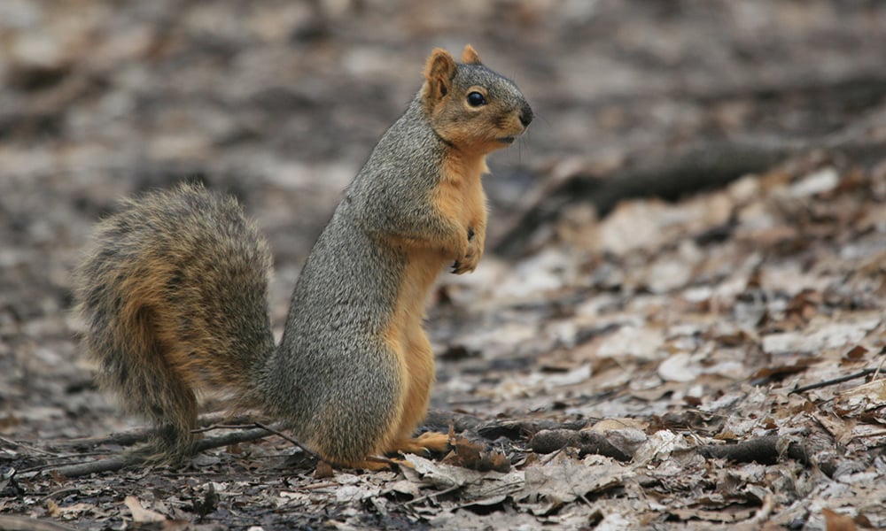 Seven Nutty Squirrel Facts