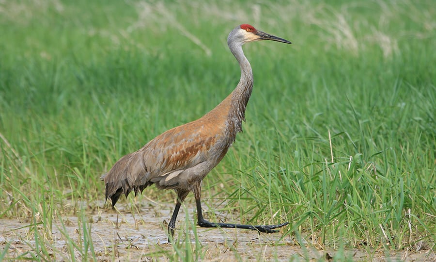 do sandhill cranes migrate