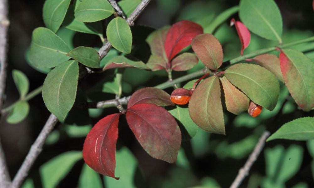 Avoid Introducing Invasive Plants to Your Landscape