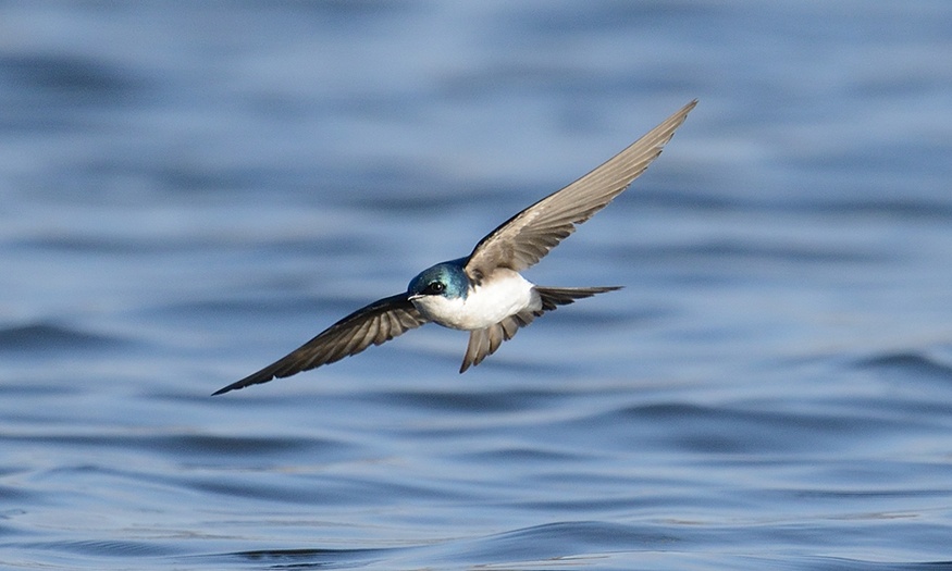 Tree Swallow In Flight