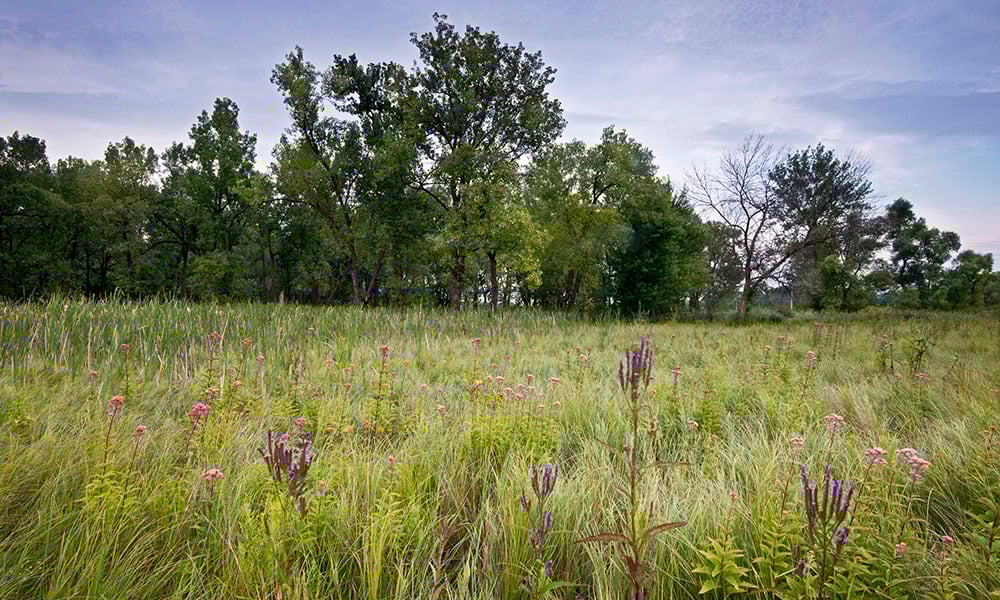 Places to Go-Forest Preserves-West Chicago Prairie