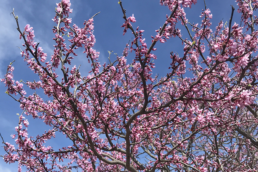 Homepage | Forest Preserve District of DuPage County